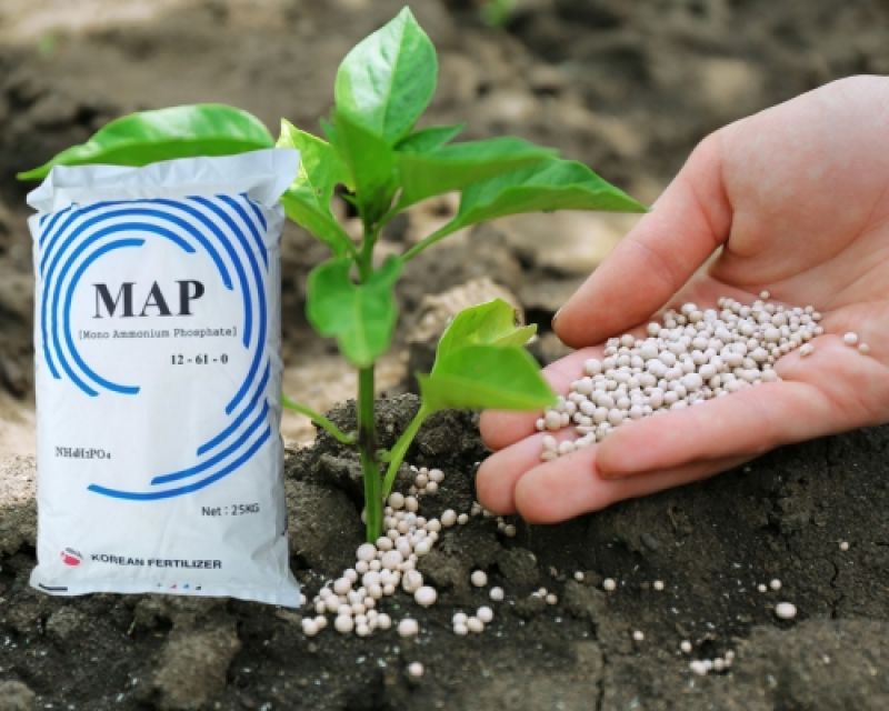 Phân Bón MAP: Giải Pháp Cung Cấp Lân và Đạm